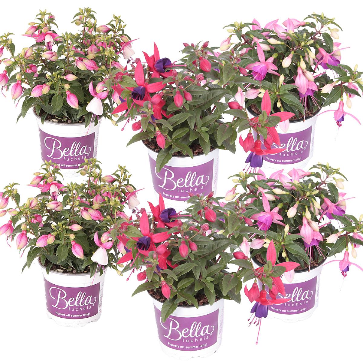 6 Mezcla Fucsia Bella (Fuchsia Spp.)