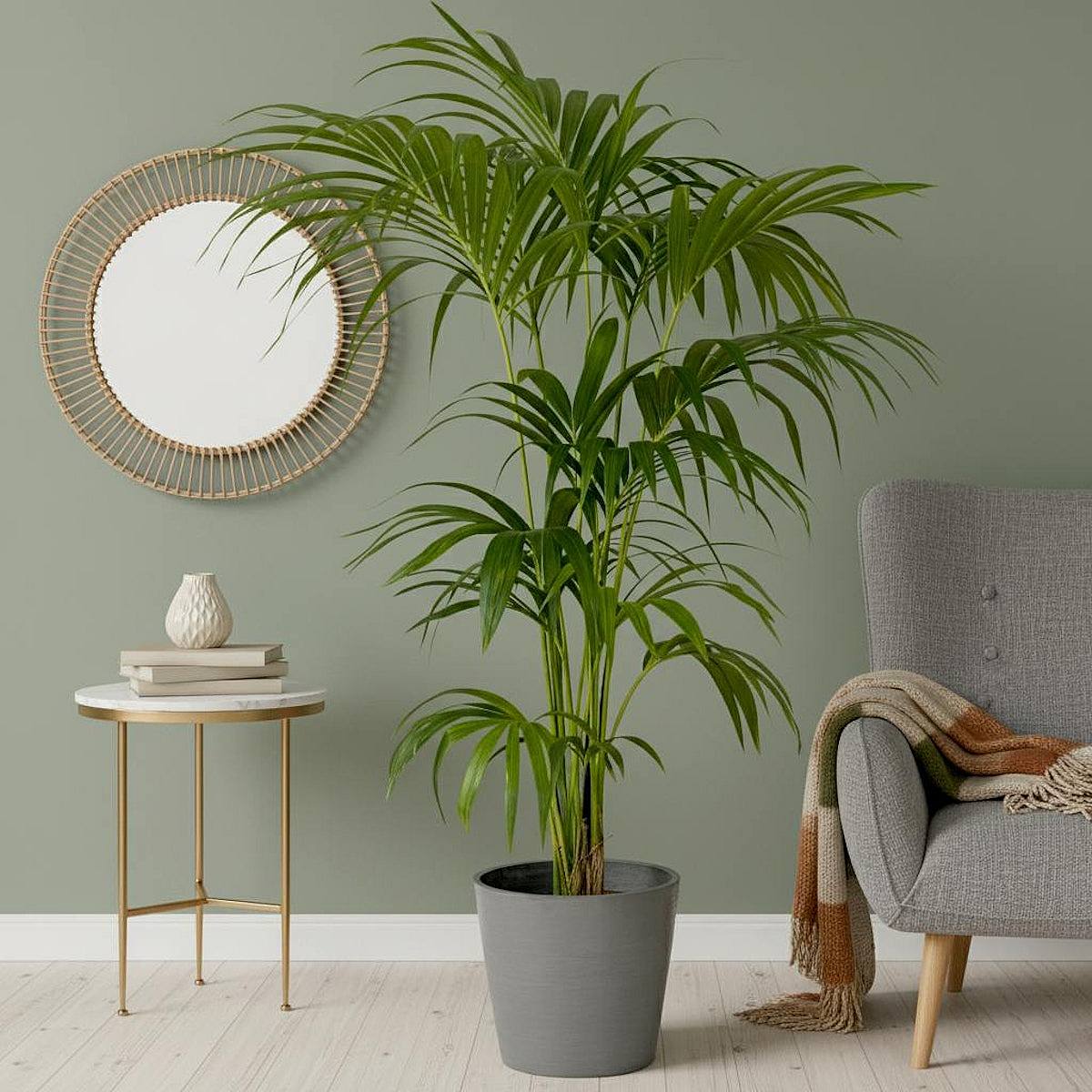 Palma Kentia - Palma del Paraíso (Howea Forsteriana) | extralarge