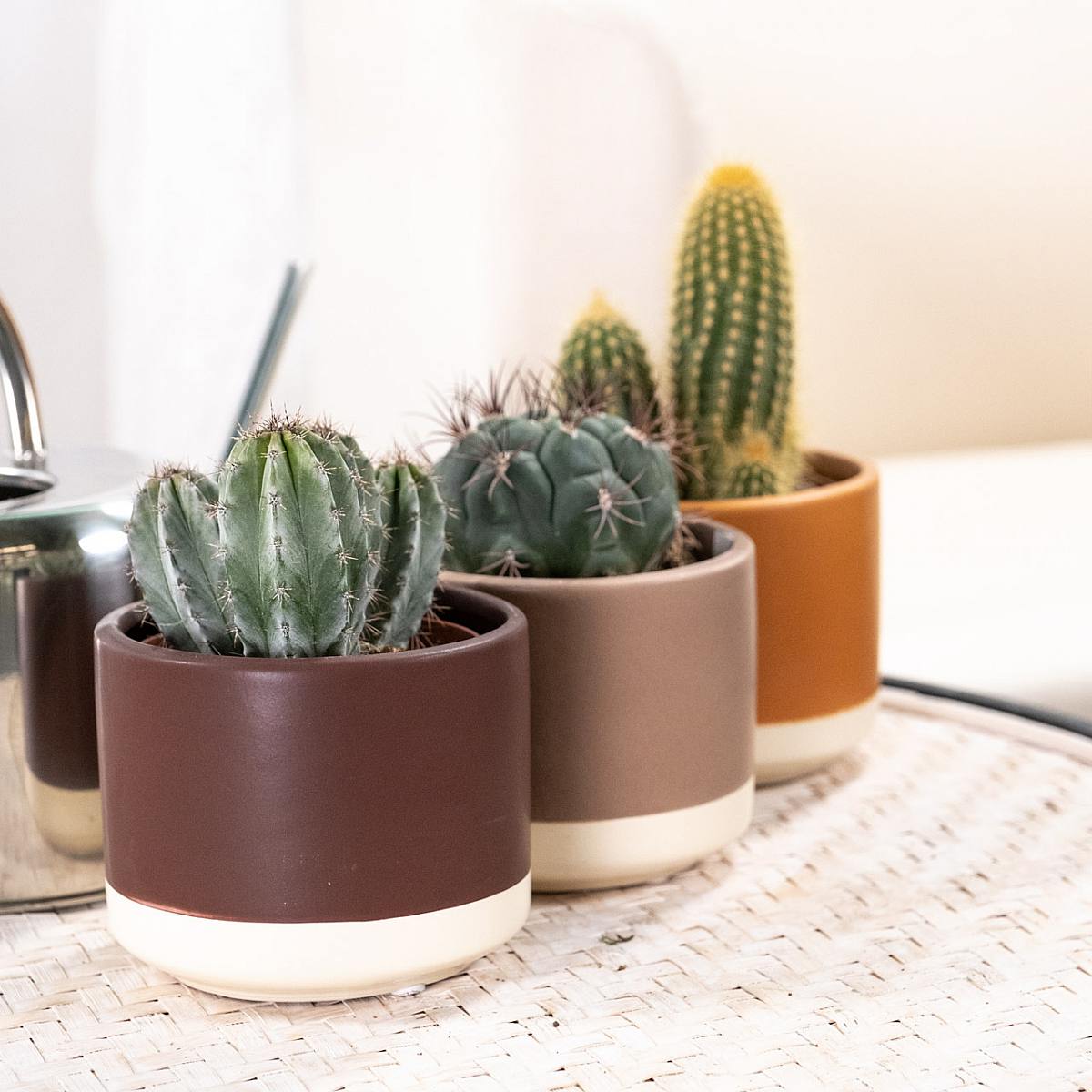 Rustic Cactus Trio - Three Succulents with pot