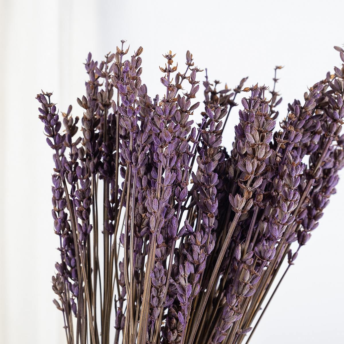 Lavender Dreamer Set