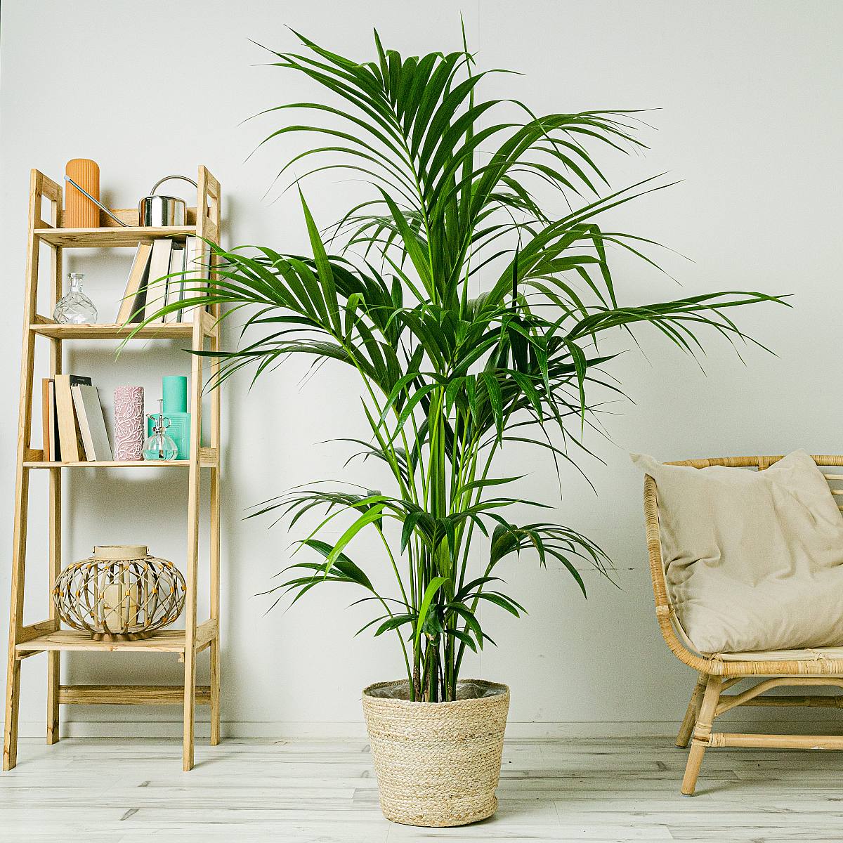 Palma Kentia - Palma del Paraíso (Howea Forsteriana) | xxlarge