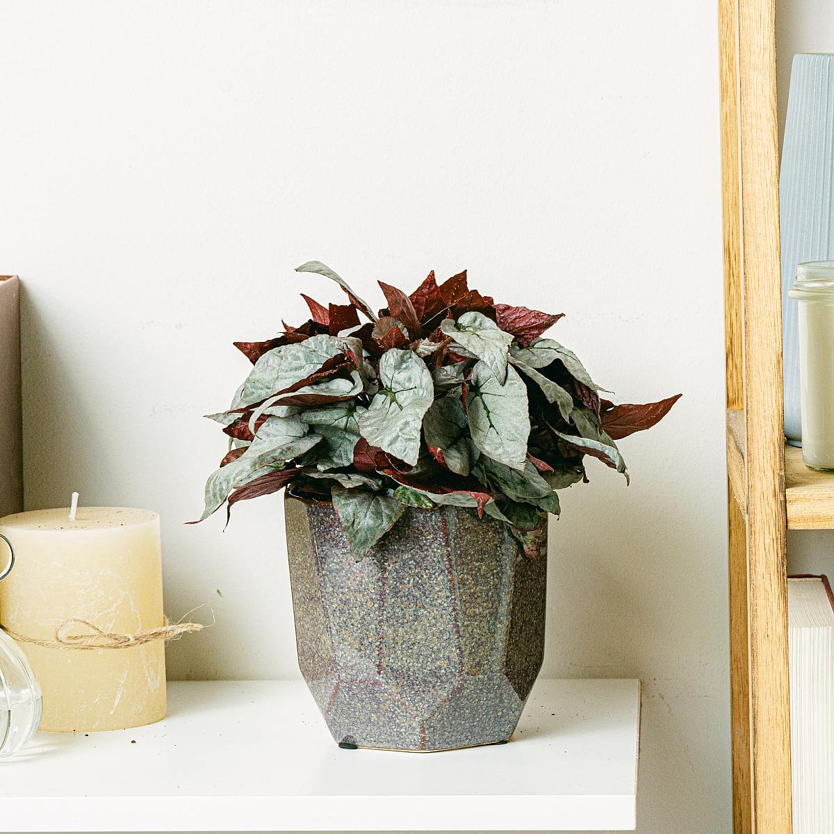 Begonia Rex Silver Limbo