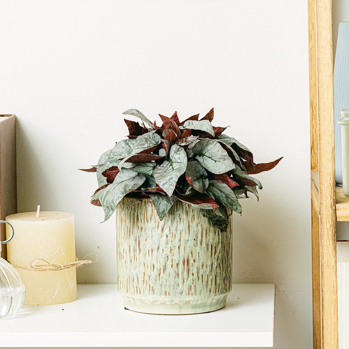 Begonia Rex Silver Limbo