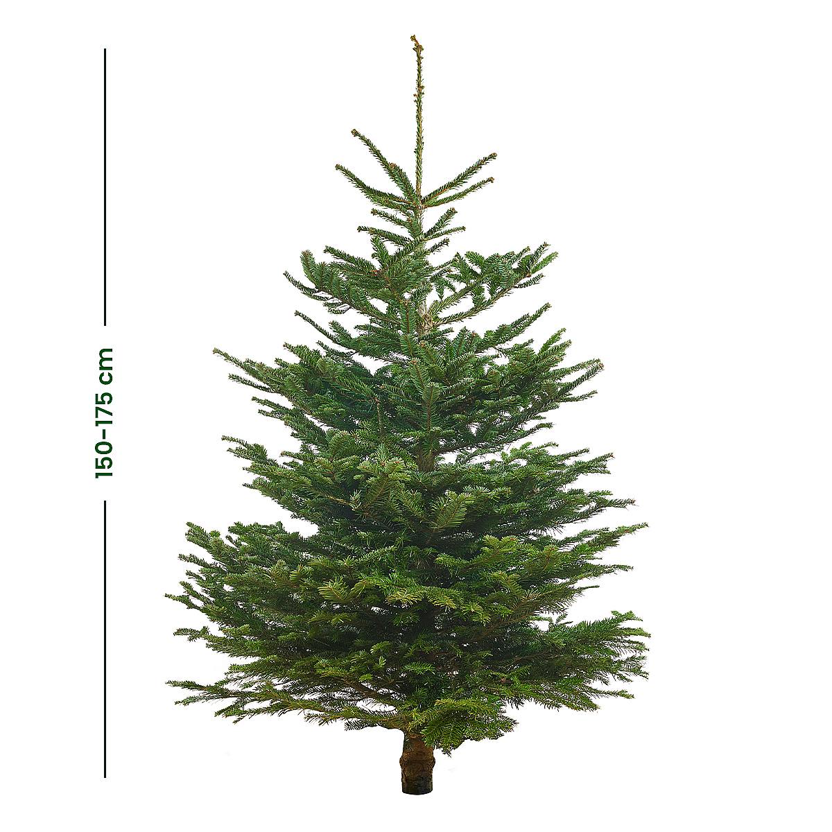 Nordmann Fir XXL