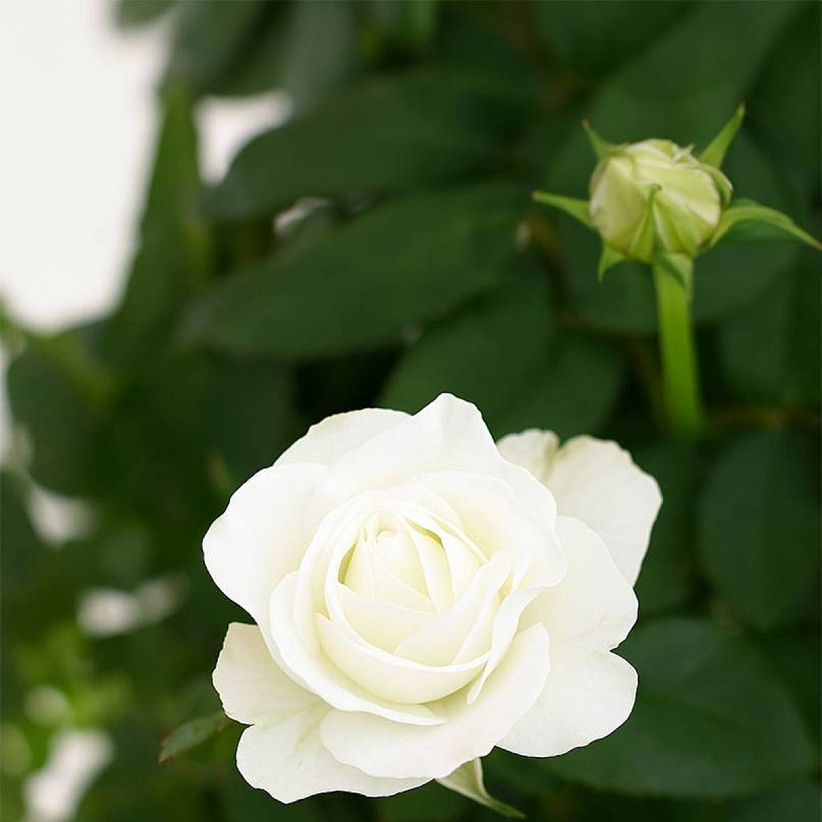 Alaska Rose Blanche pour Espaces Lumineux