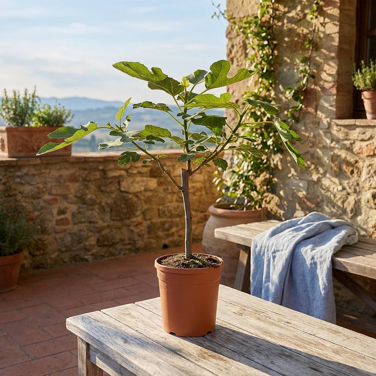 Comprar Planta de Ficus Carica