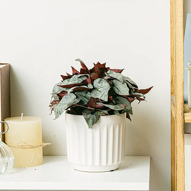 Begonia Rex Silver Limbo